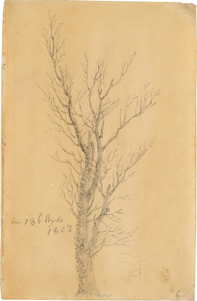 Baumstudie von Caspar David Friedrich: Kunstdruck kaufen