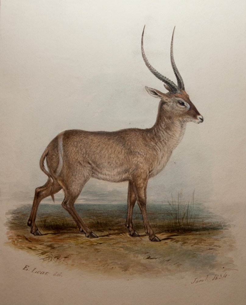 Bohor-Riedbock, 1834 von Edward Lear: Kunstdruck kaufen