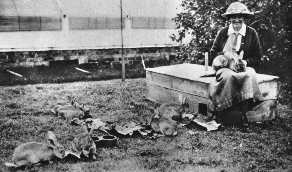 Malersiches Kriegswerk: Cornelia Lady Wimbornes Kaninchenzucht, aus The ...
