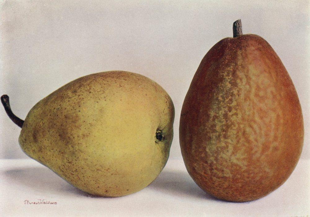 Birnen, Emile d'Heyst und Beurre Alexandre Lucas