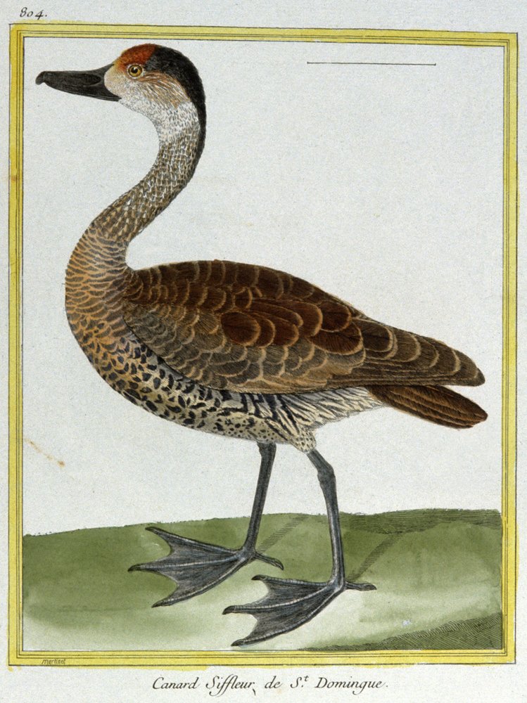 Wissenschaft. Zoologie. Pfeifente von Santo Domingo. Gravur von ...