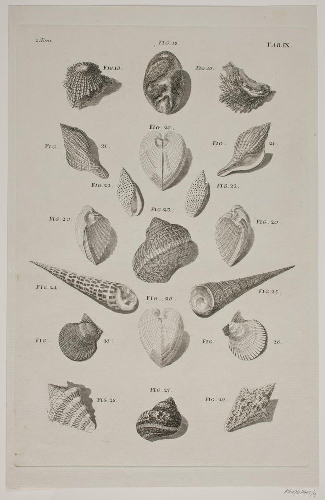 Tafel mit Muscheln. Tafel 9. von Franz Michael Regenfus