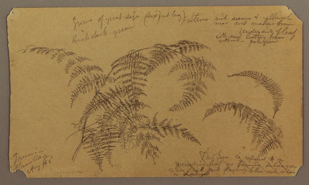 Zeichnung, Botanische Skizzen, August 1865