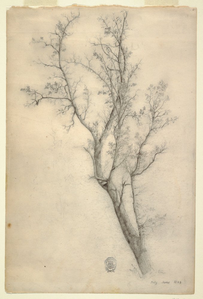 Baum mit vielen Zweigen von Frederic Edwin Church