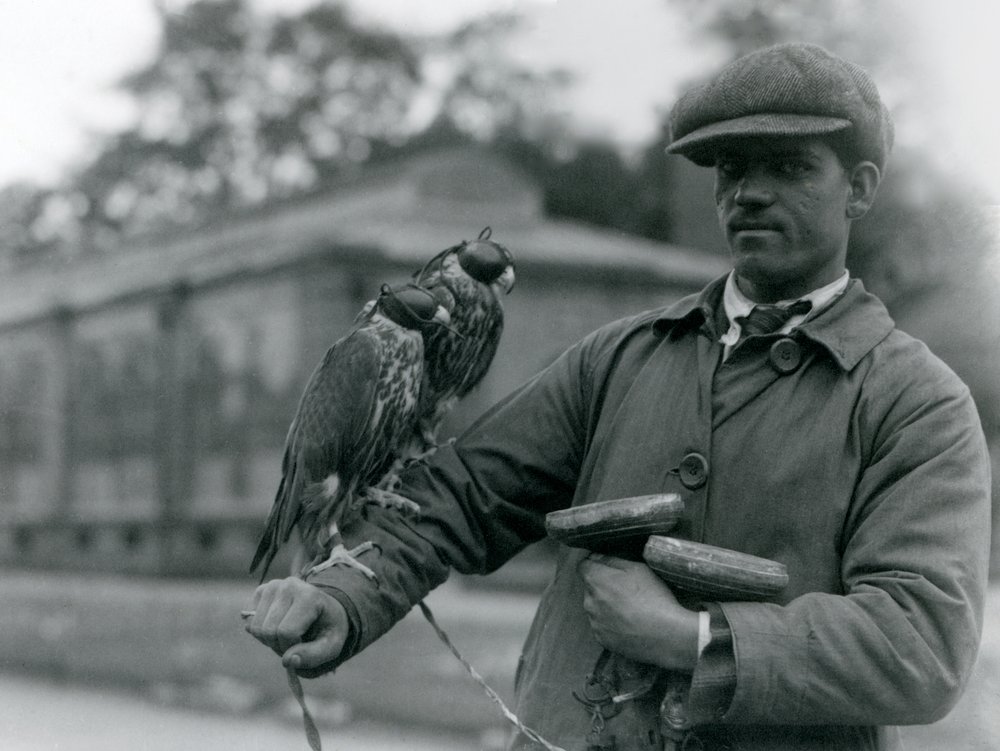 Zwei behoste Falken sitzen auf dem Arm ihres Falkners im London Zoo ...