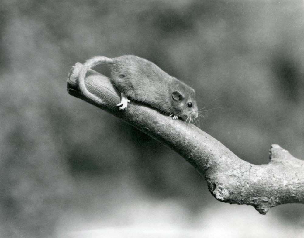 Eine Haselmaus auf einem Ast, London Zoo