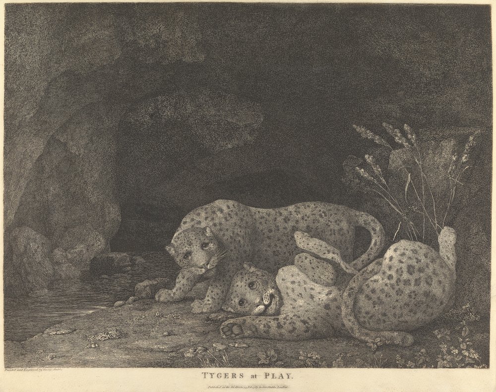 Tiger beim Spielen von George Stubbs: Kunstdruck kaufen