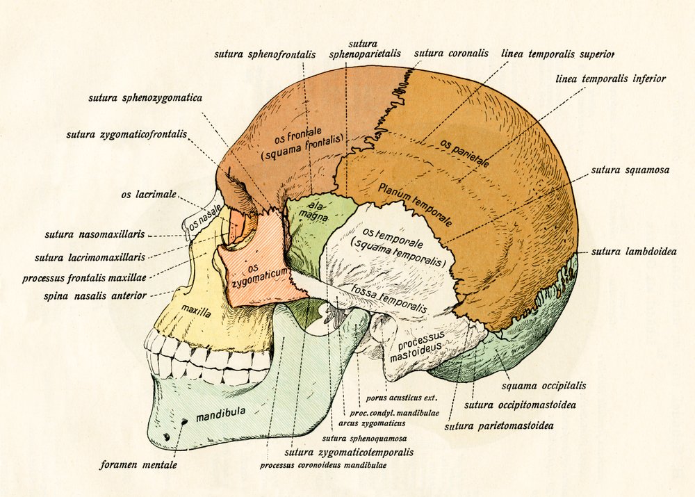 Seitliches Diagramm der Knochen des menschlichen Schädels
