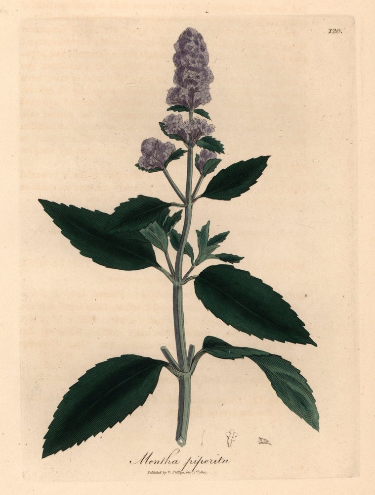 Lila blühende Pfefferminze, Mentha piperita, aus einer botanischen ...