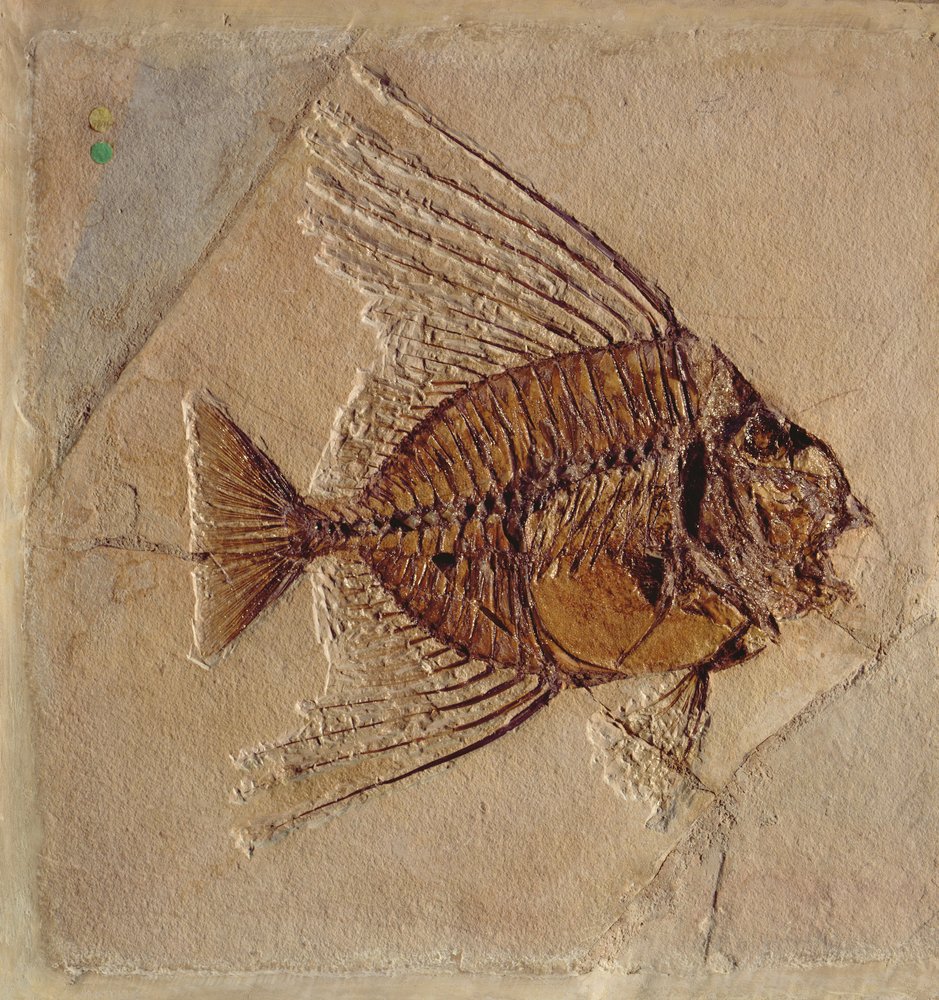 Fisch (Fossil) von Prehistoric: hochwertiger Kunstdruck