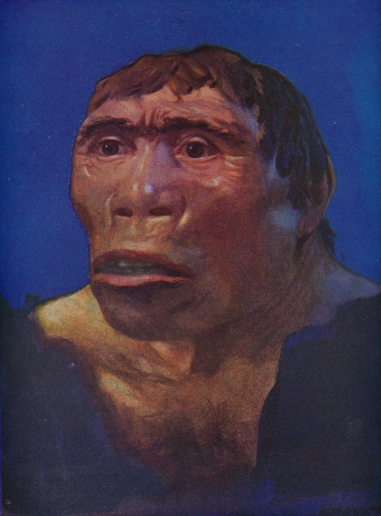 Eine Rekonstruktion des Java Man von English School