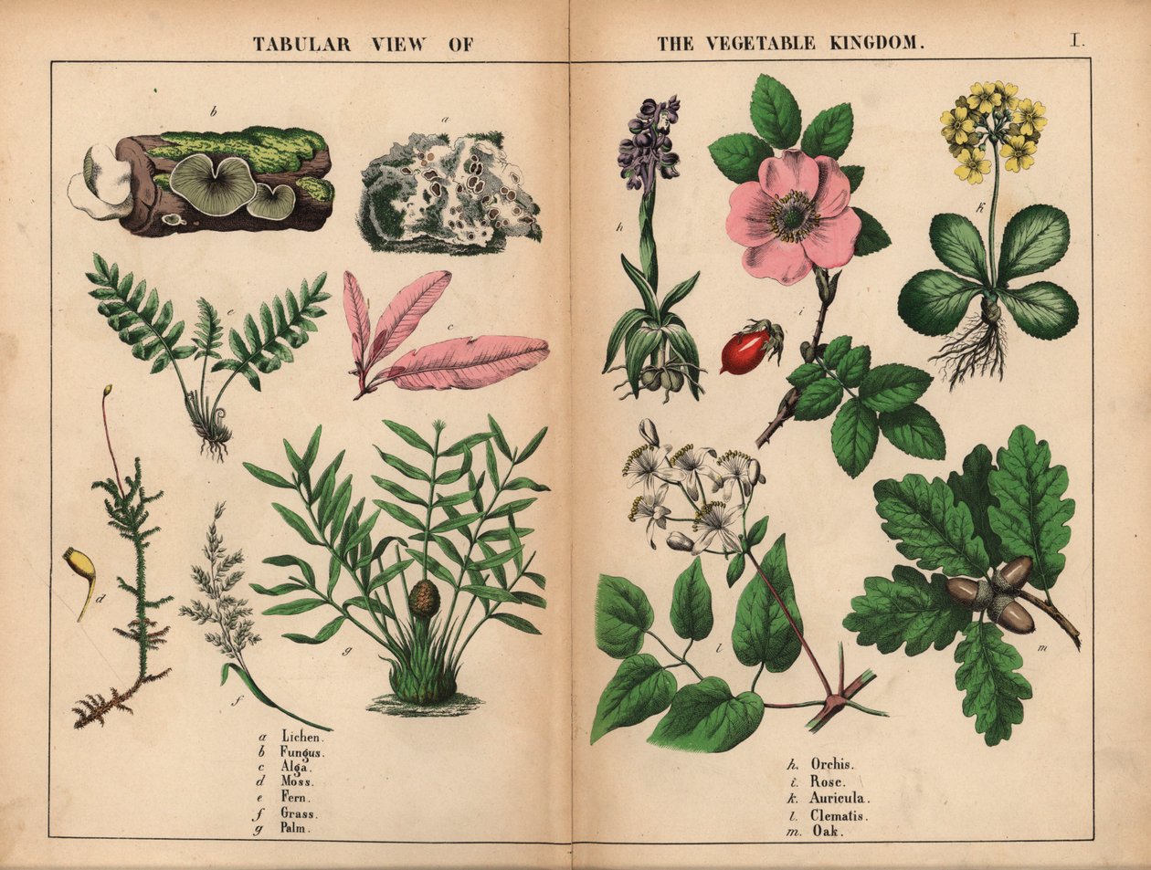 Flechte, Pilz, Alge, Moos, Farn, Gras, Palme, Orchidee, Rose, Aurikel ...