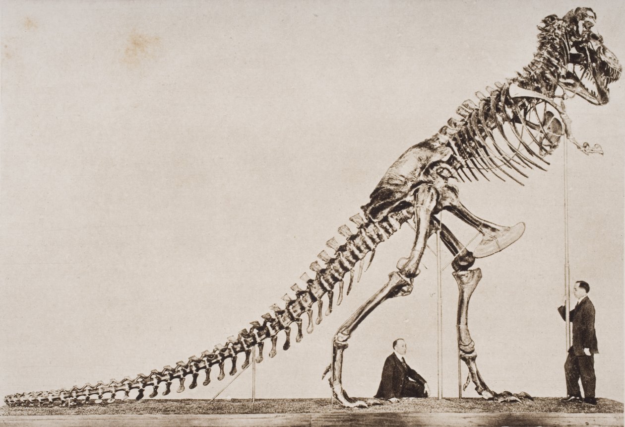 T Rex Hodeskalle Omriss T. Rex Hatte Lippen Wie Eine Eidechse Natur