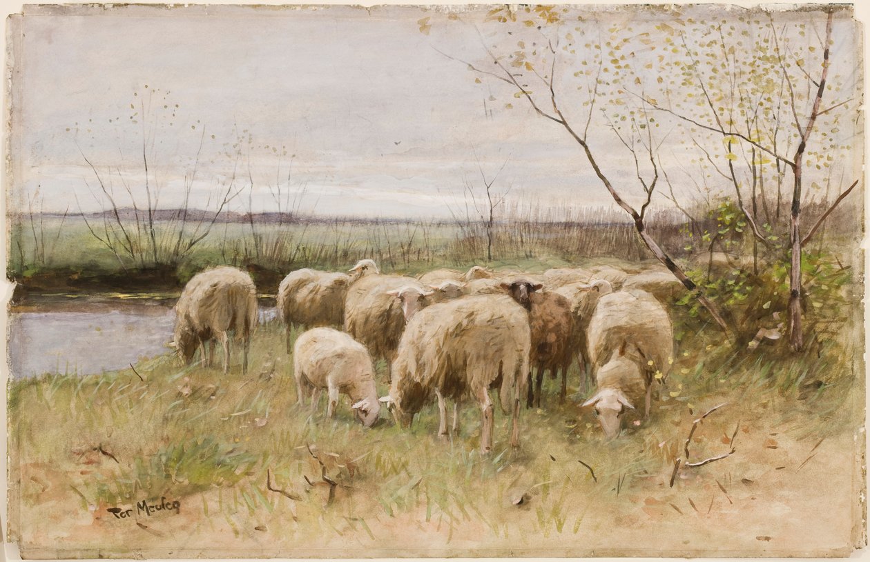 Schafe von Francois Pieter ter Meulen: Kunstdruck kaufen
