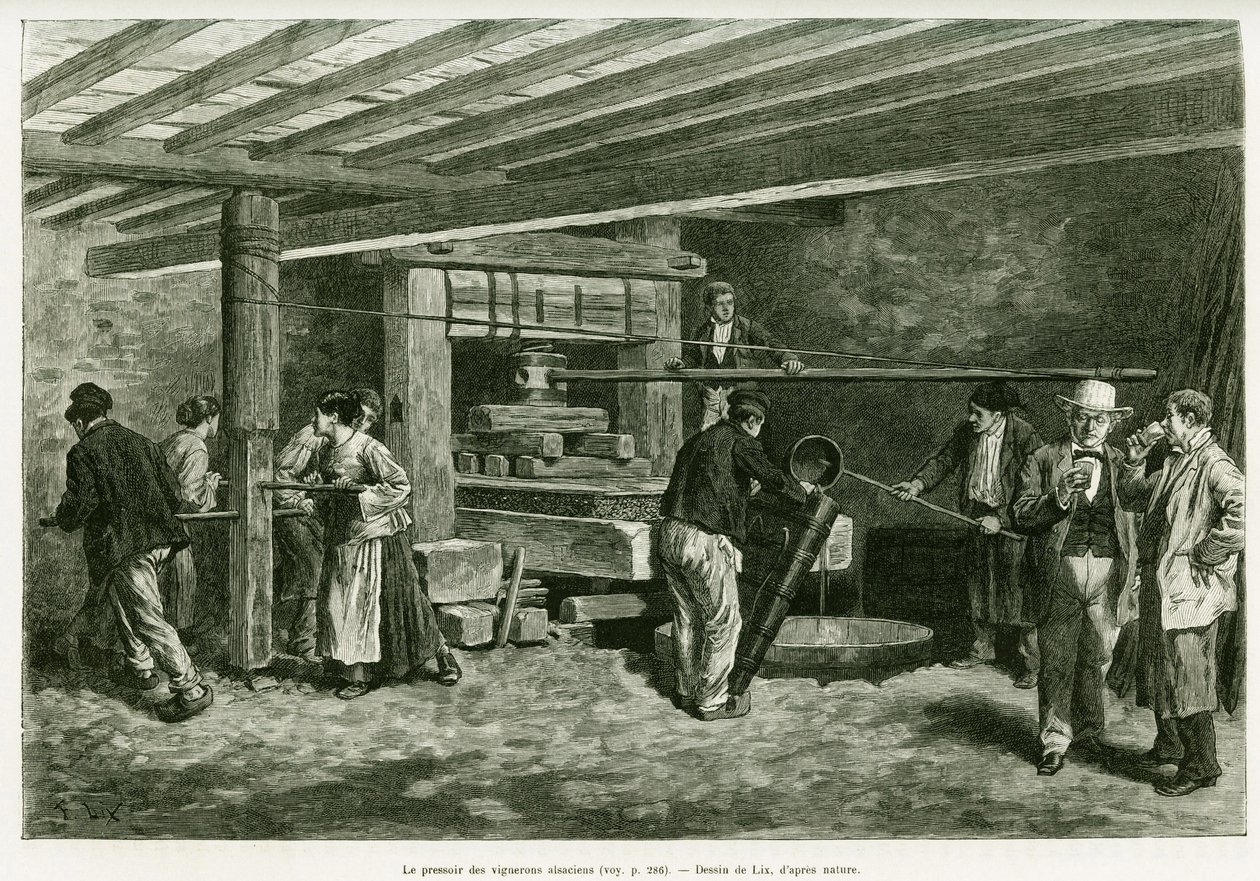 Die Weinpresse der elsässischen Winzer. Gravur von Lix zur Illustration ...