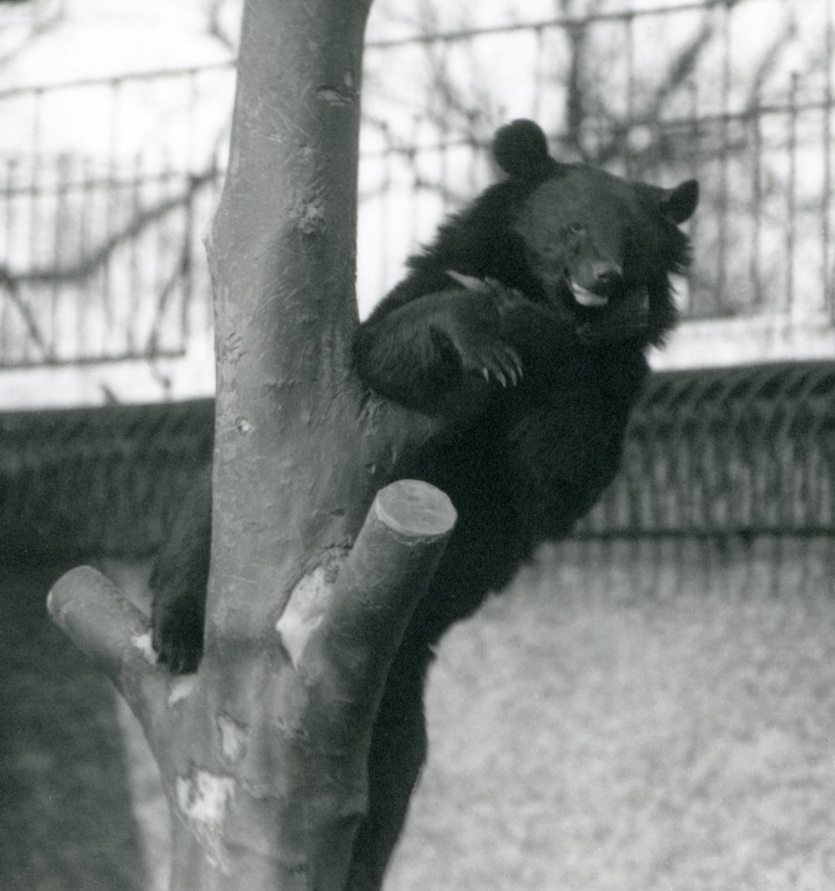 Ein Himalaya-Braunbär (Isabellbär) Dzu-Teh auf einem Baum, London Zoo, 1925