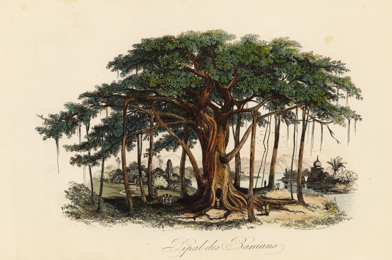 Heiliger Feigenbaum, Ficus religiosa, auch bekannt als Bodhi-Baum ...