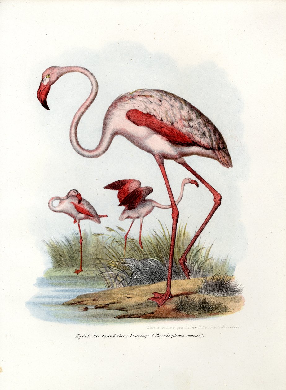Flamingo von German School: Kunstdruck in Museumsqualität