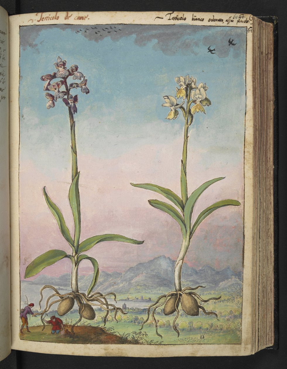 Orchis pallens: Zwei blühende Pflanzen, aus 'Gemälde der Flora der ...