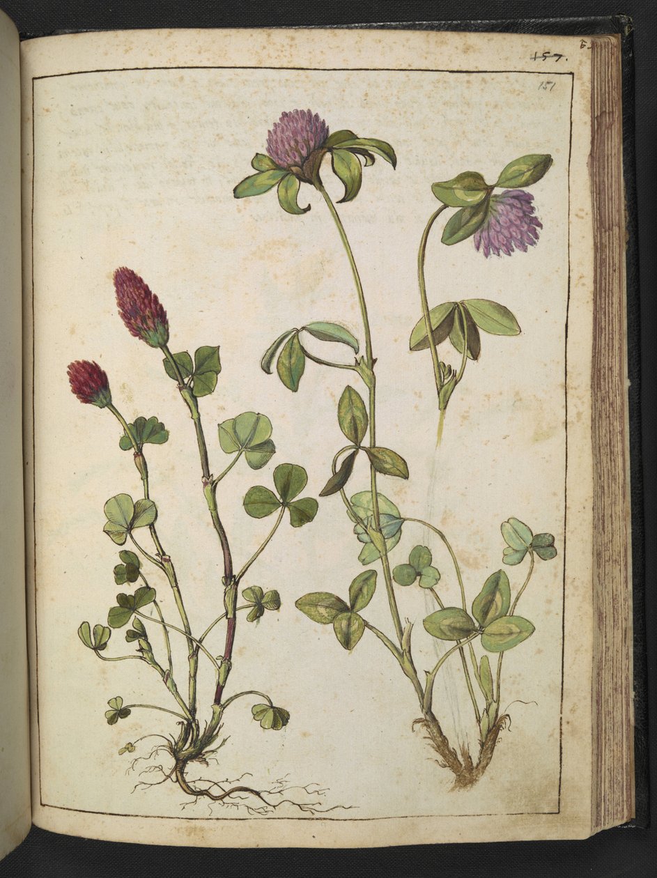 Trifolium incarnatum & Trifolium pratens, aus 'Gemälde der Flora der ...