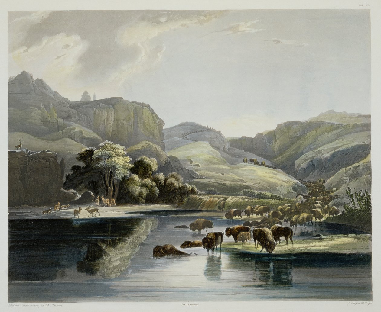 Herden von Bisons und Elchen am oberen Missouri, Tafel 47 aus Band 2 ...