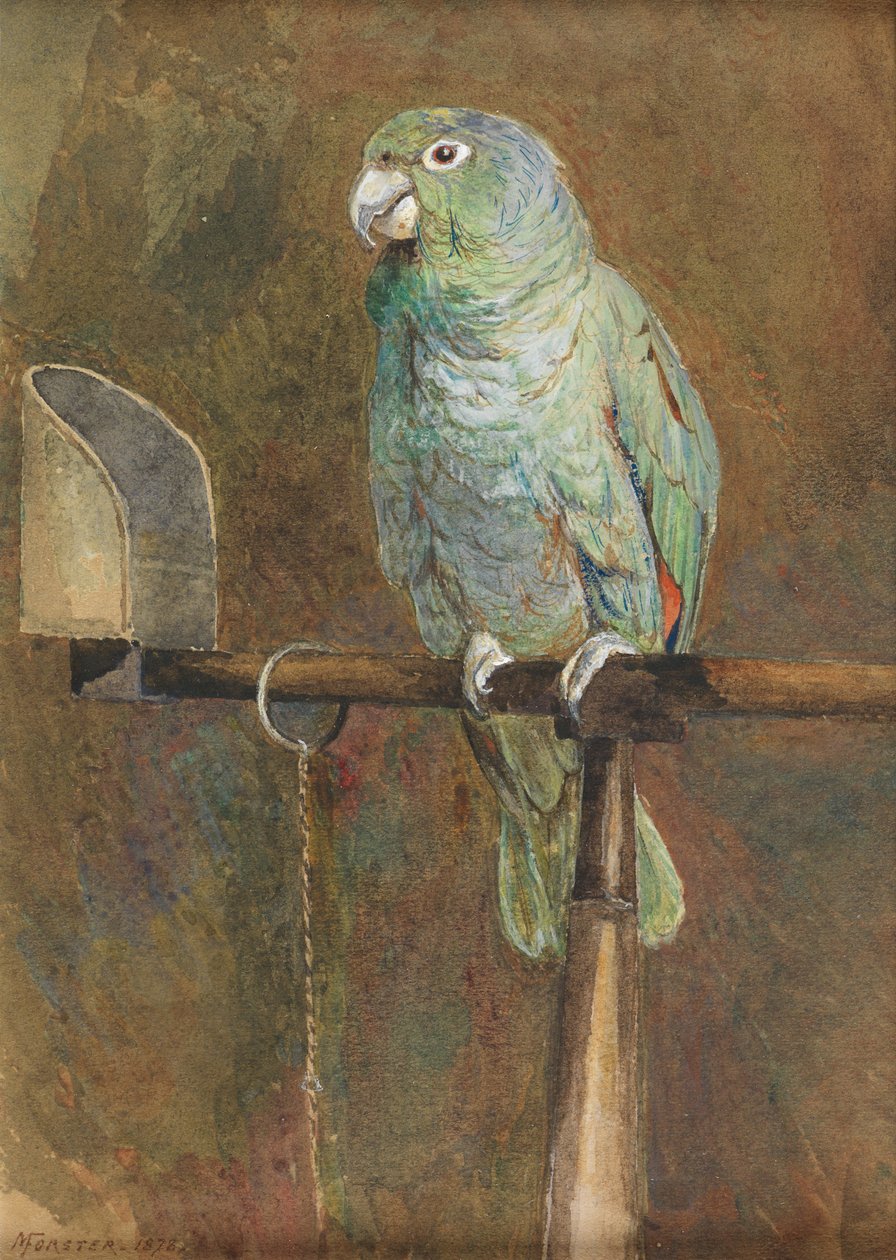 Polly der Papagei von Mary Forster: hochwertiger Kunstdruck
