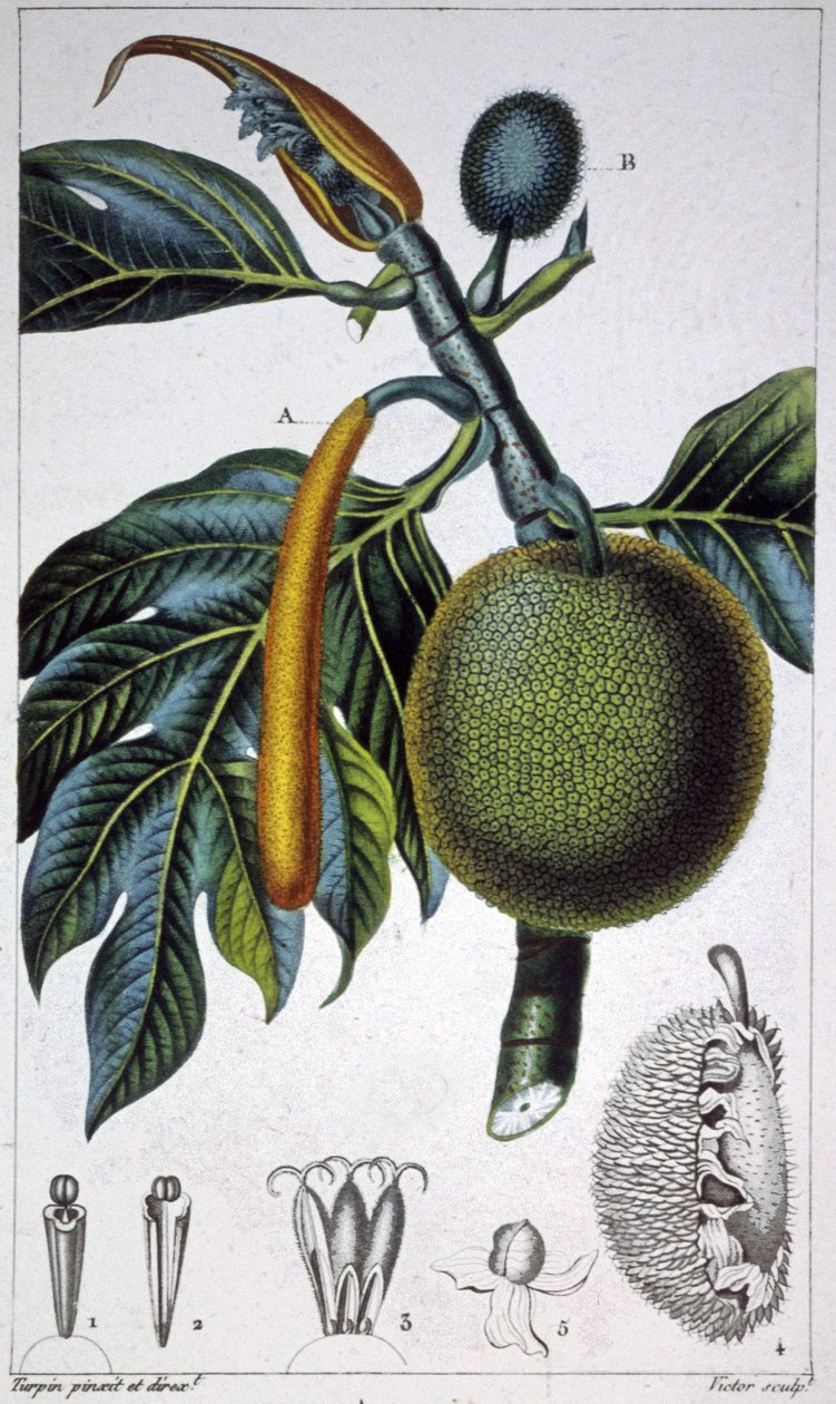 Brotfrucht von Pierre Jean Francois (after) Turpin