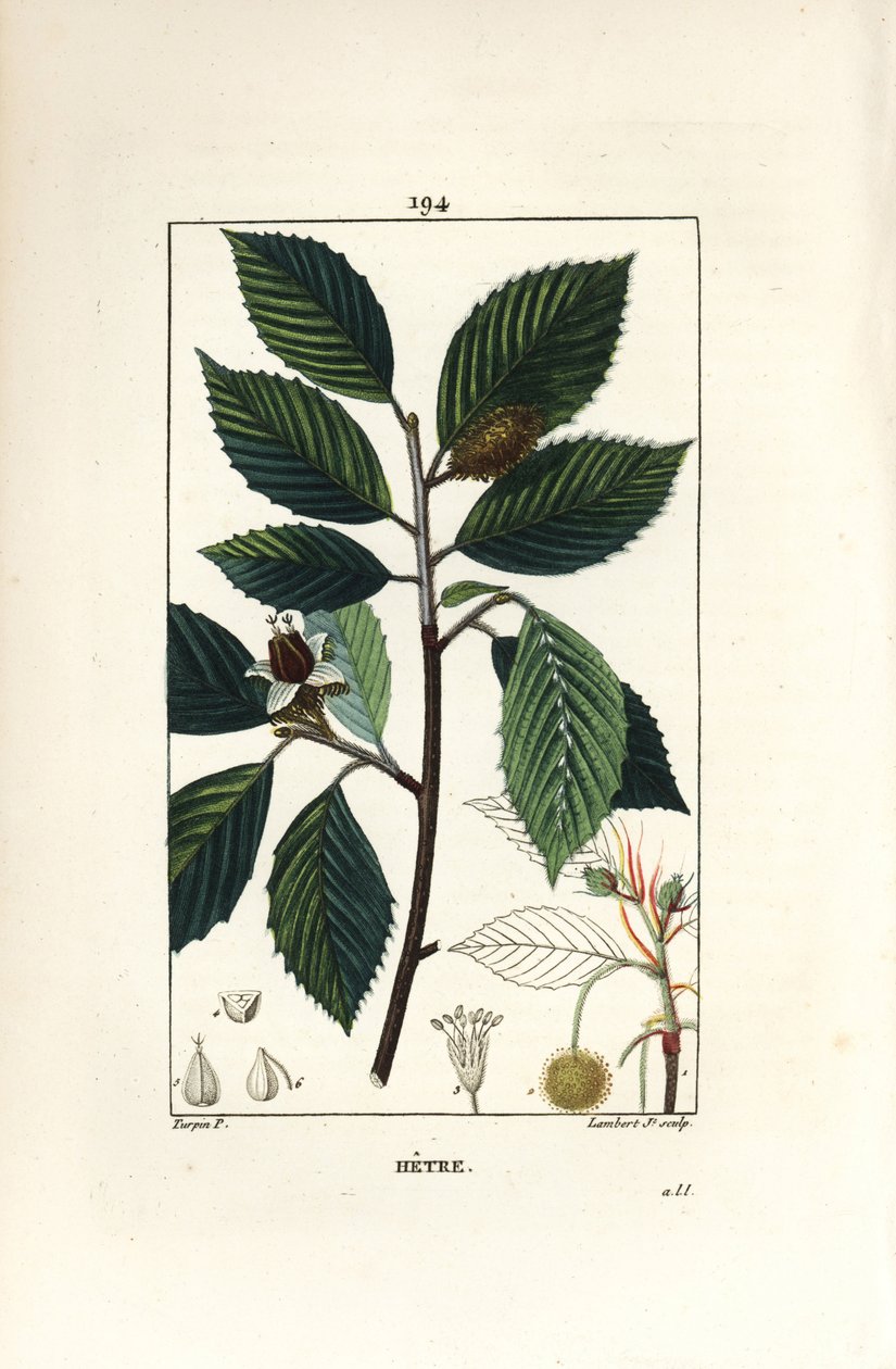 Buche, Fagus sylvatica von Pierre Jean Francois Turpin