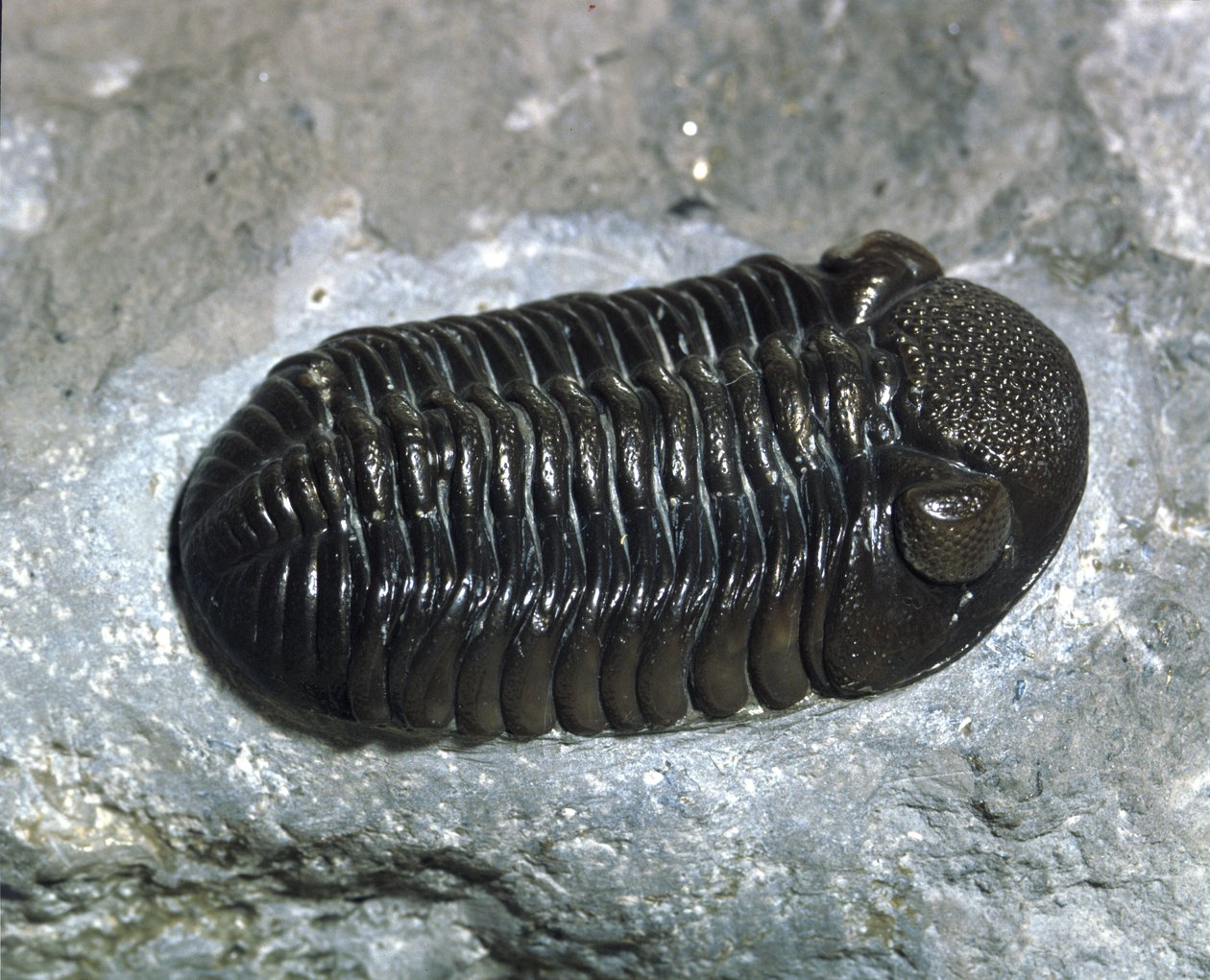Trilobit Phacops Rana Fossil (Arthropode). Devon-Zeit. Fund in Ohio, USA