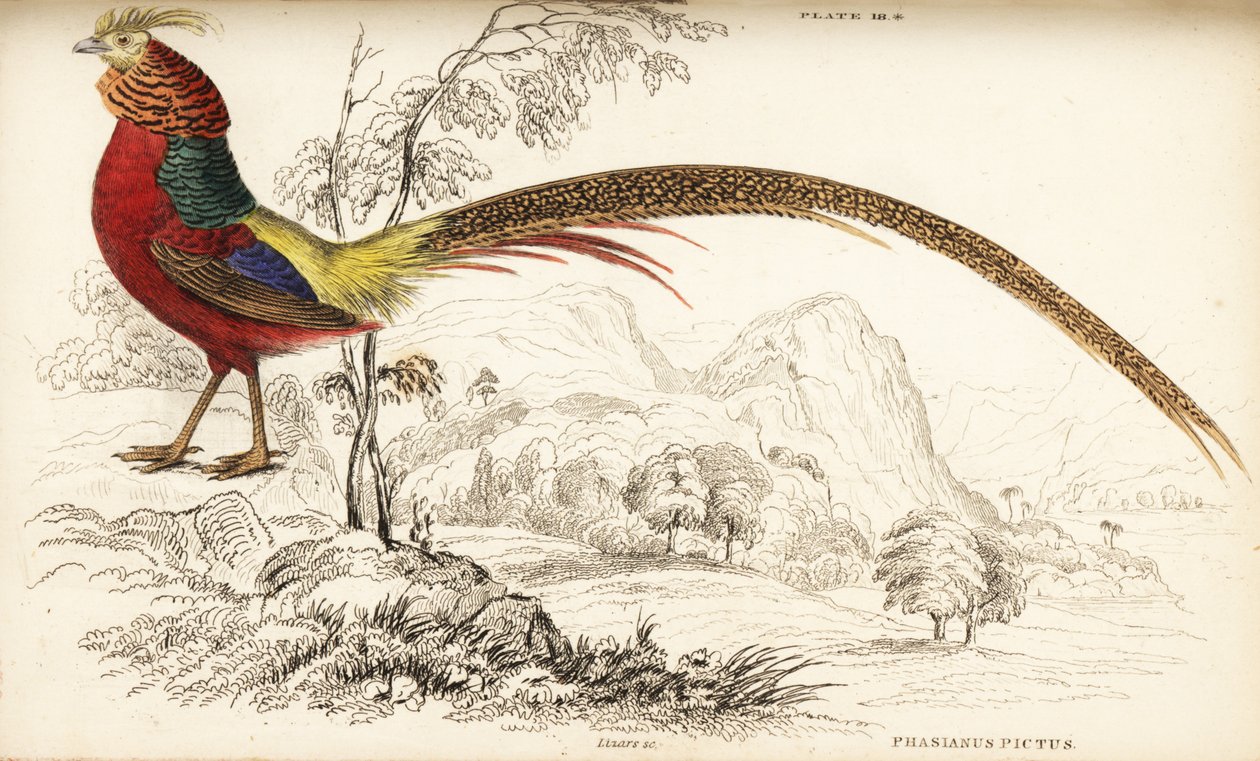 Goldfasan oder Chinesischer Fasan, Chrysolophus pictus