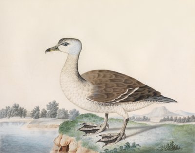 Java Duck (Aquarell auf Pergament, beschriftet mit Titel)