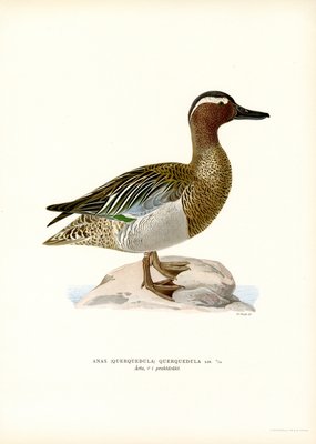 Garganey (colour litho)