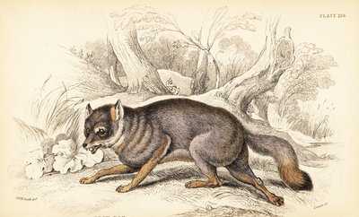 Grauer Fuchs oder Graufuchs, Urocyon cinereoargenteus (Vulpes cinereus)